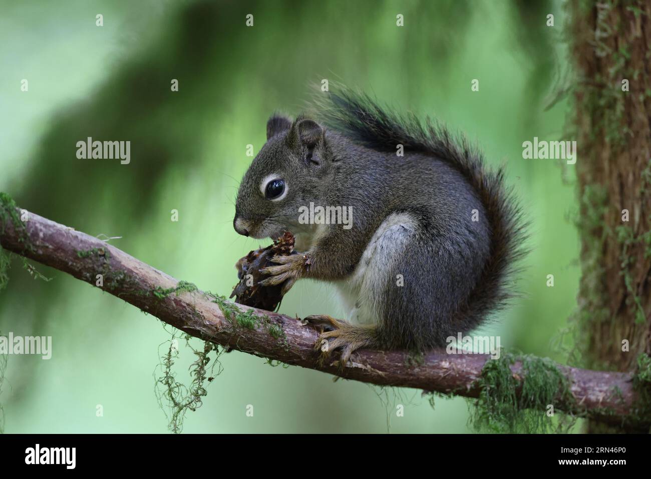 gray squirrel (Sciurus carolinensis) Vancouver Island, British Columbia ...
