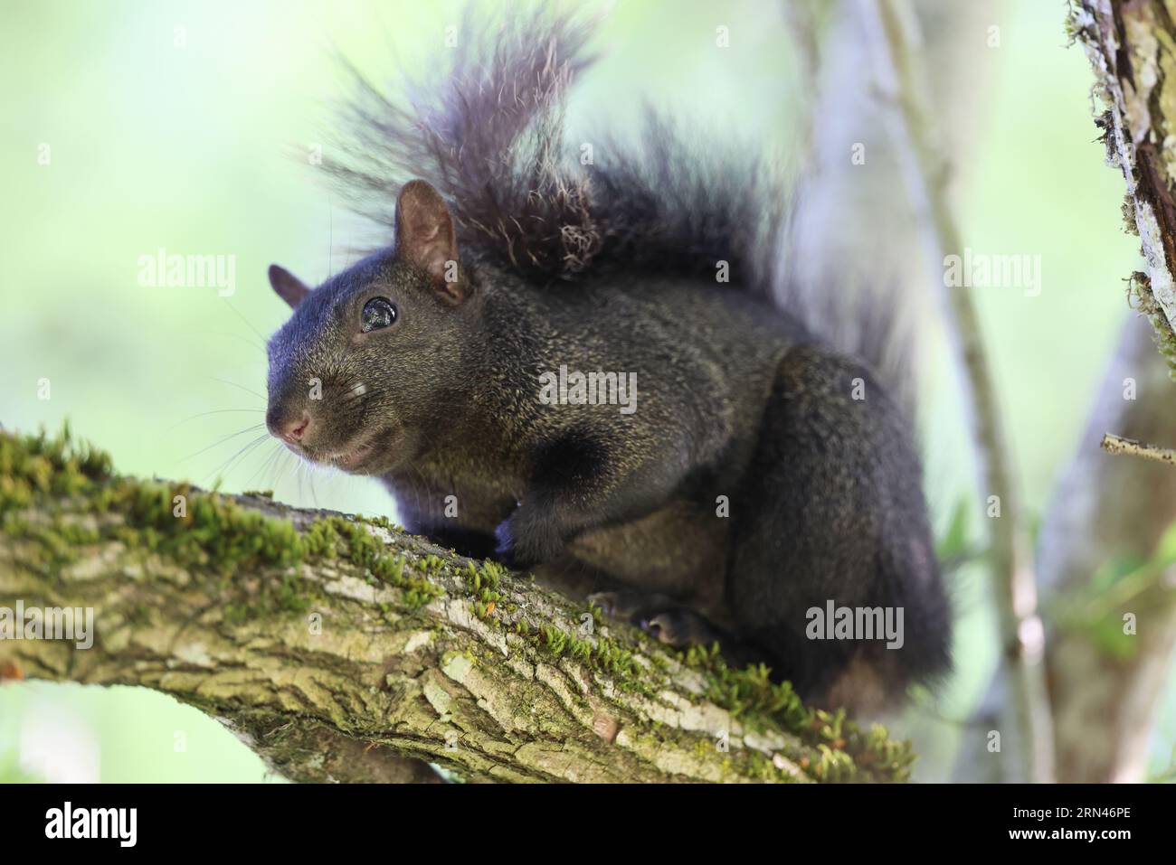 gray squirrel (Sciurus carolinensis) Vancouver Island, British Columbia ...
