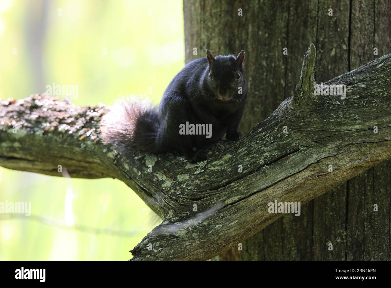gray squirrel (Sciurus carolinensis) Vancouver Island, British Columbia ...