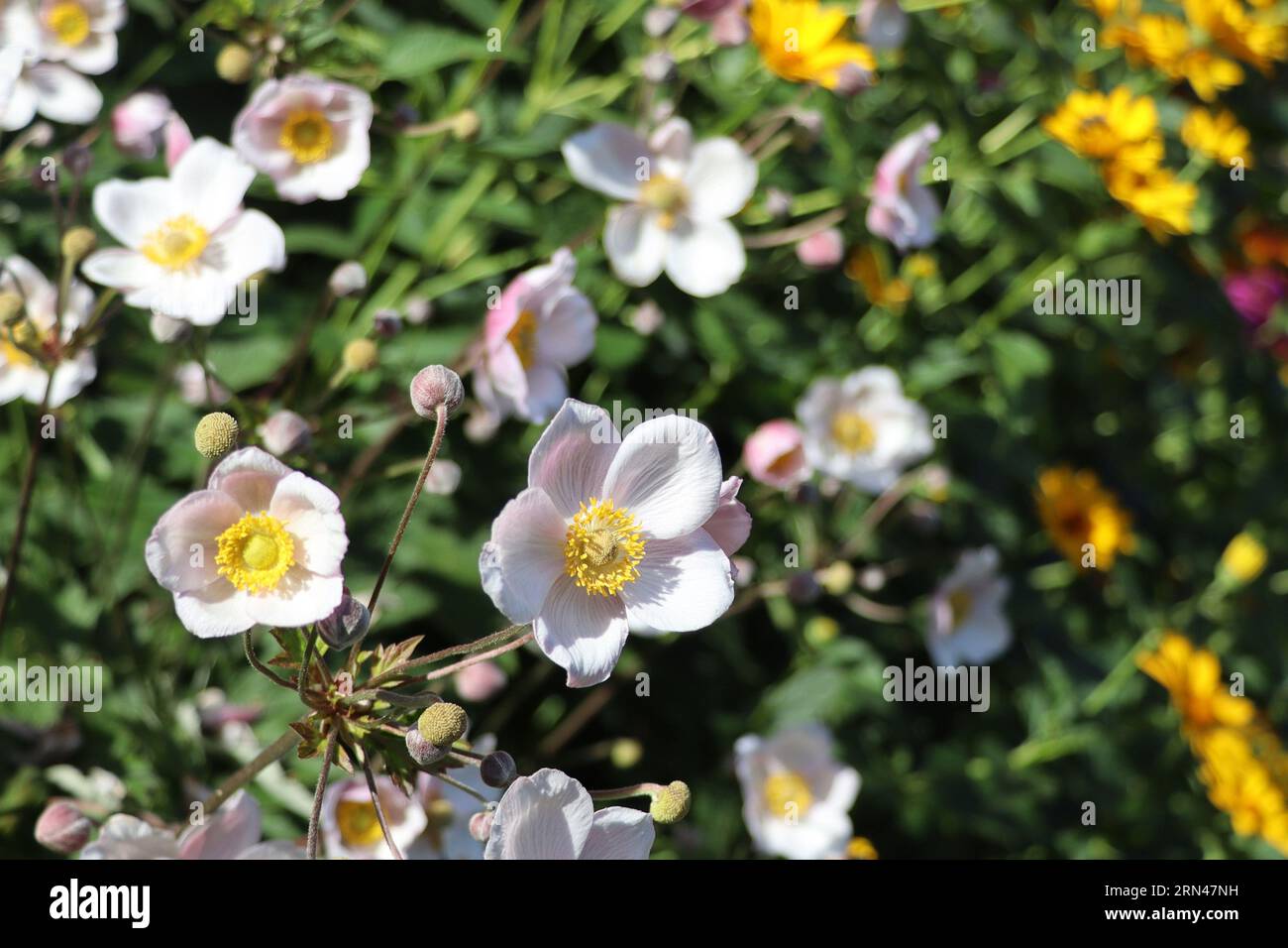 Japanese anemones on a green background in the garden Stock Photo - Alamy