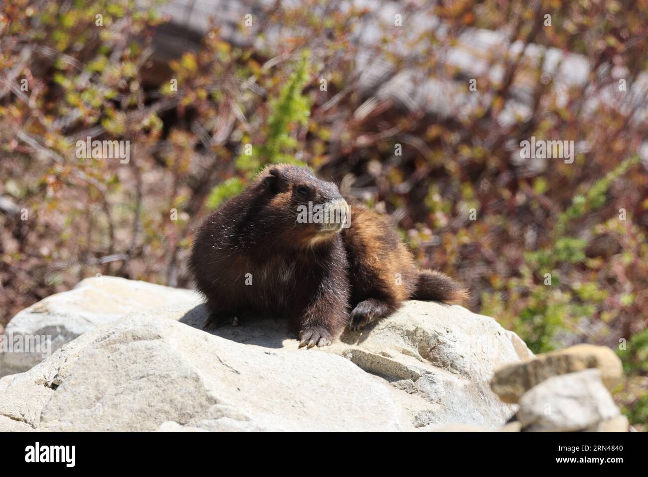Vancouver Island Marmot(Marmota vancouverensis) Mount Washington, Vancouver Island, BC, Canada ...