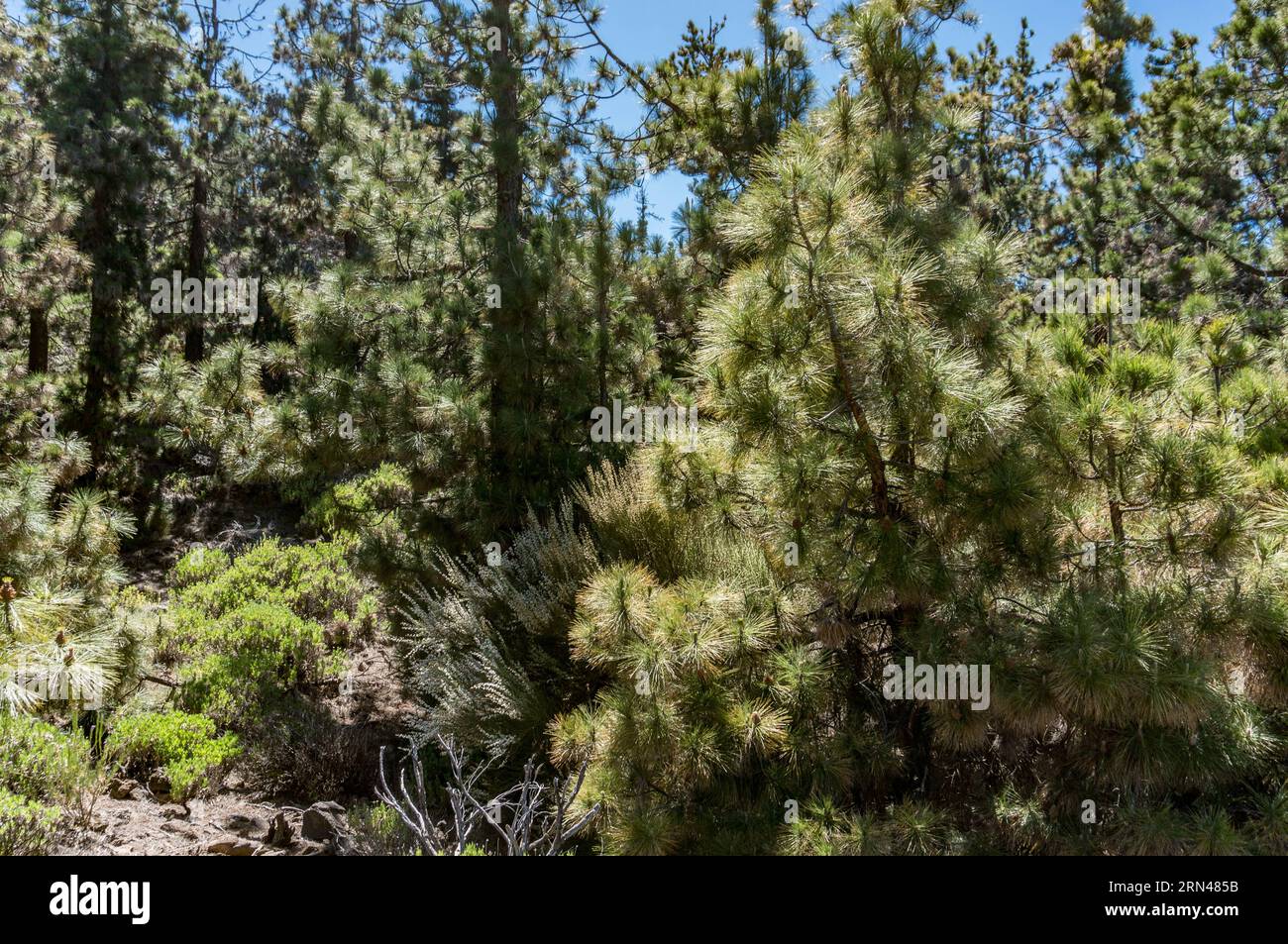 Canary island pine tree and white weeping broom nature background Stock ...