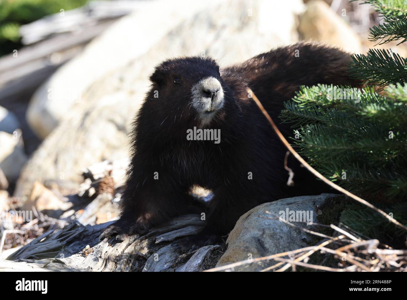 Vancouver Island Marmot(Marmota vancouverensis) Mount Washington, Vancouver Island, BC, Canada ...