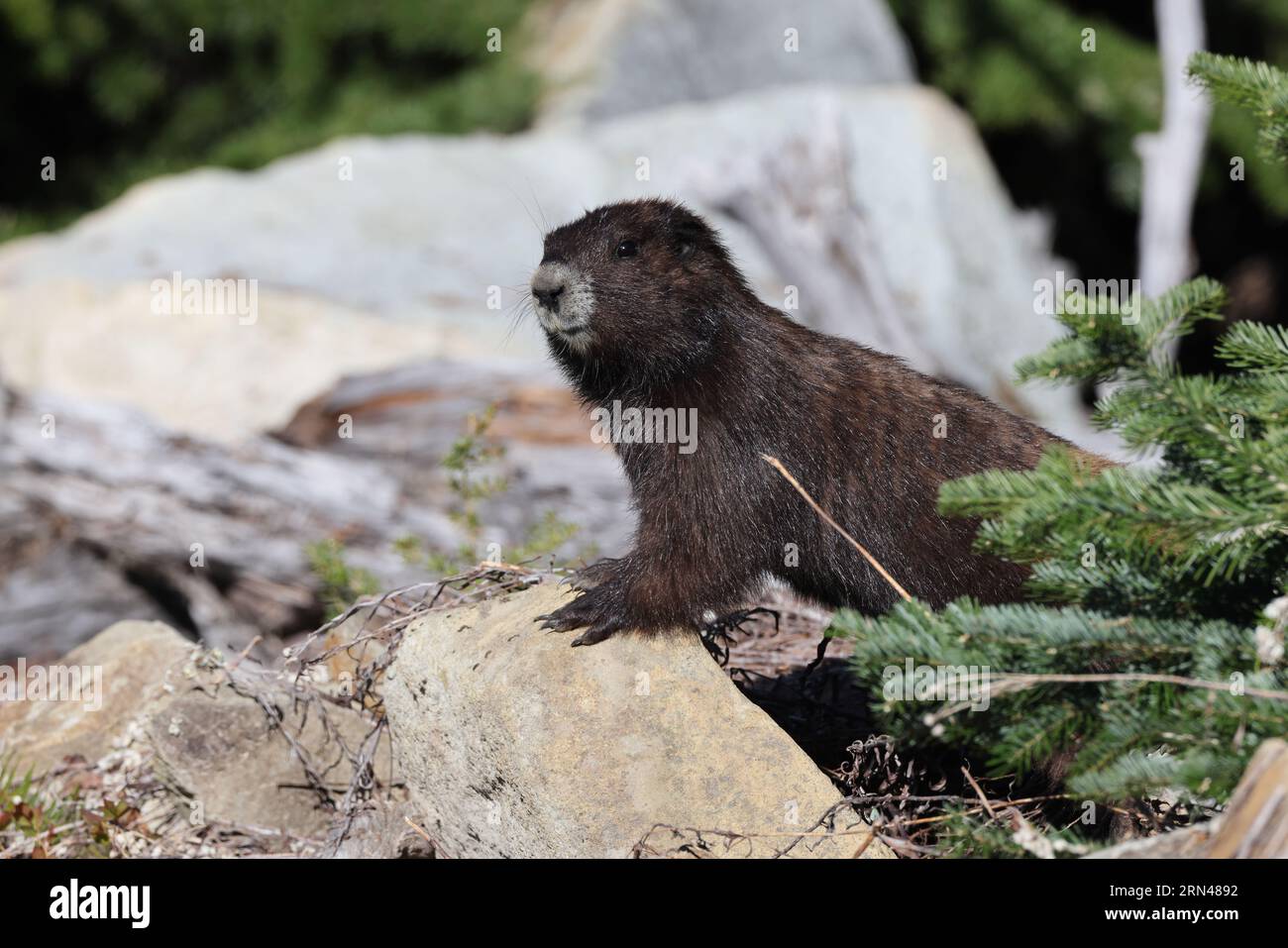 Vancouver Island Marmot(Marmota vancouverensis) Mount Washington, Vancouver Island, BC, Canada ...