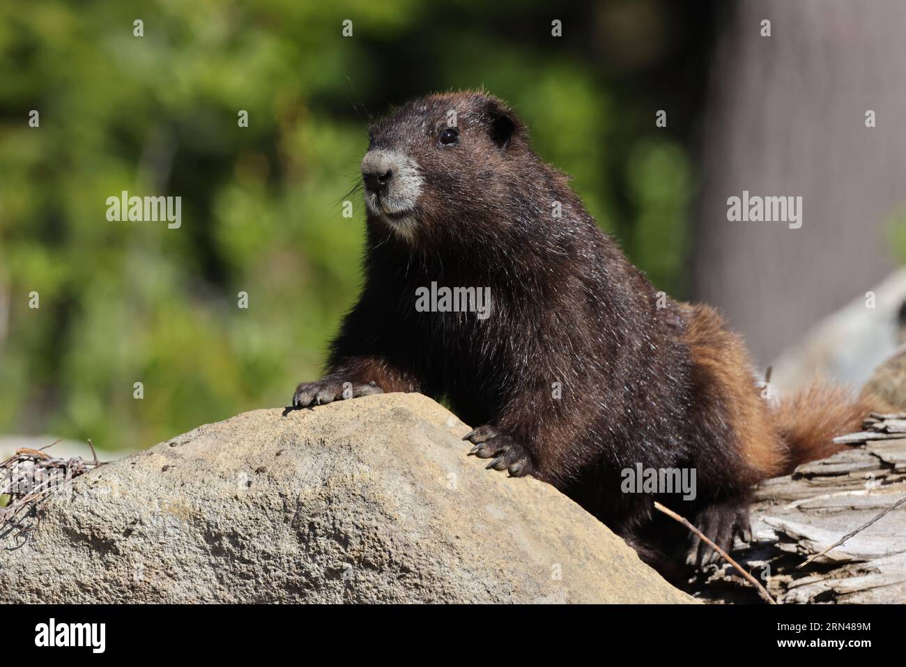 Vancouver Island Marmot(Marmota vancouverensis) Mount Washington, Vancouver Island, BC, Canada ...