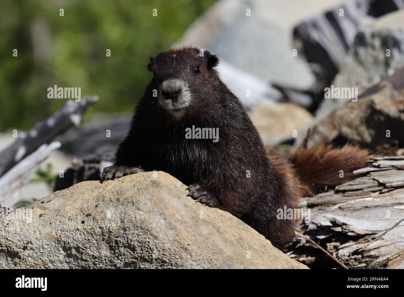 Vancouver Island Marmot(Marmota vancouverensis) Mount Washington, Vancouver Island, BC, Canada ...