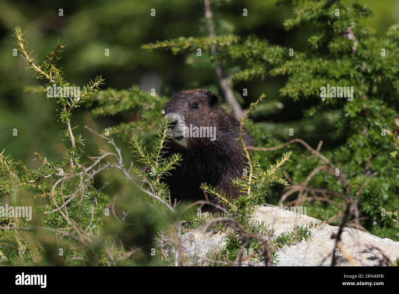 Vancouver Island Marmot(Marmota vancouverensis) Mount Washington ...