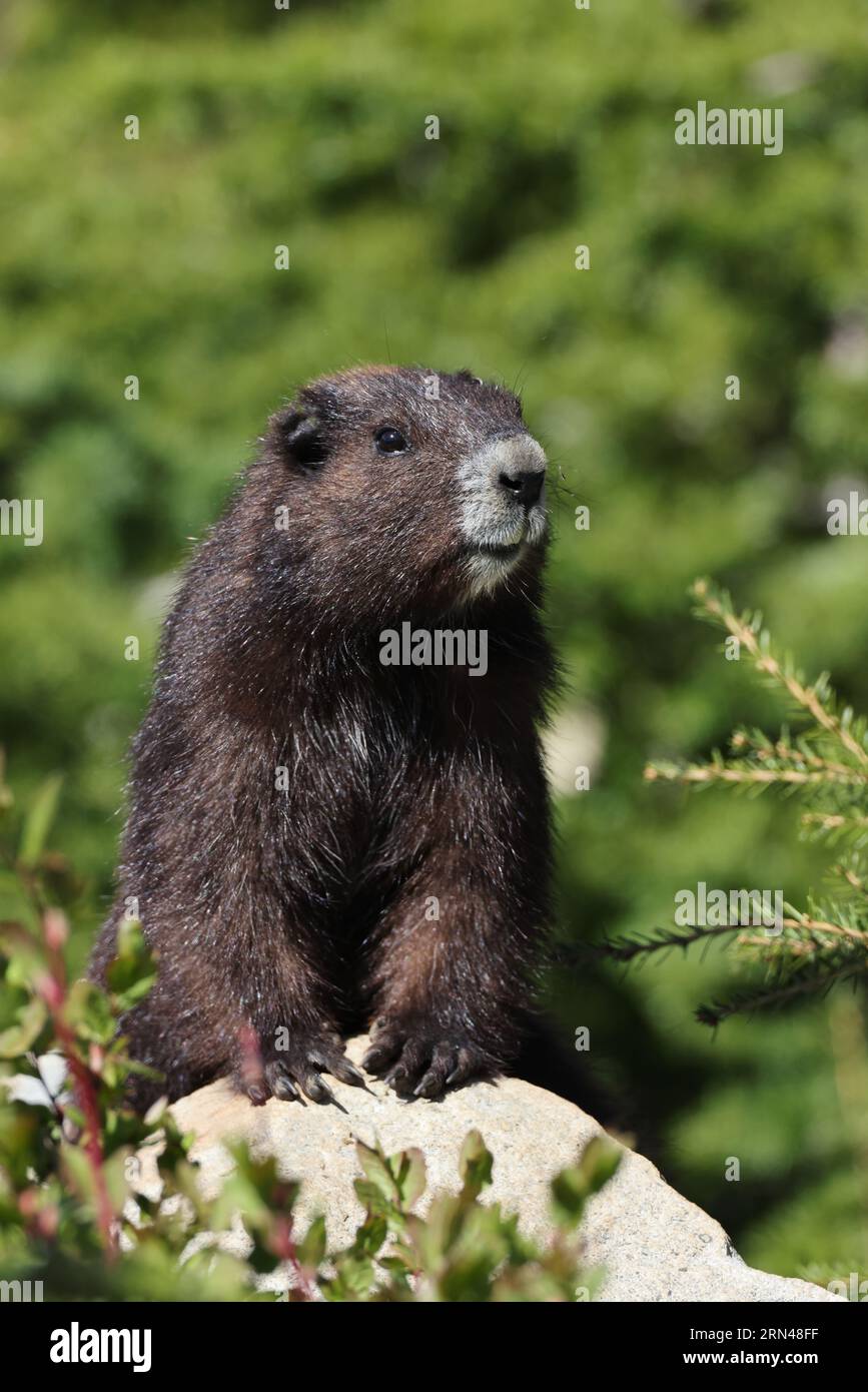 Vancouver Island Marmot(Marmota vancouverensis) Mount Washington ...
