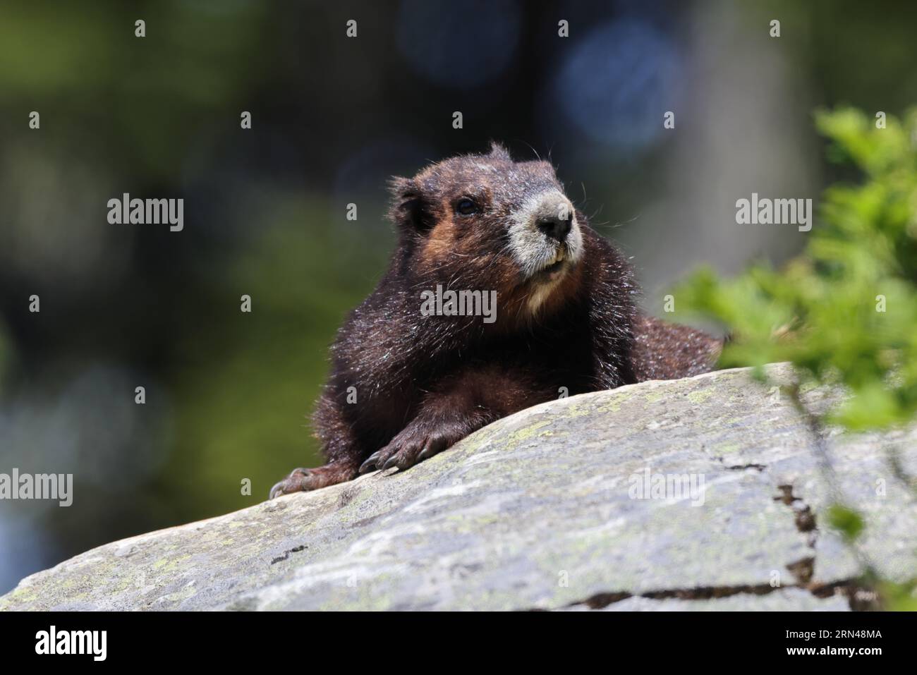 Vancouver Island Marmot(Marmota vancouverensis) Mount Washington, Vancouver Island, BC, Canada ...