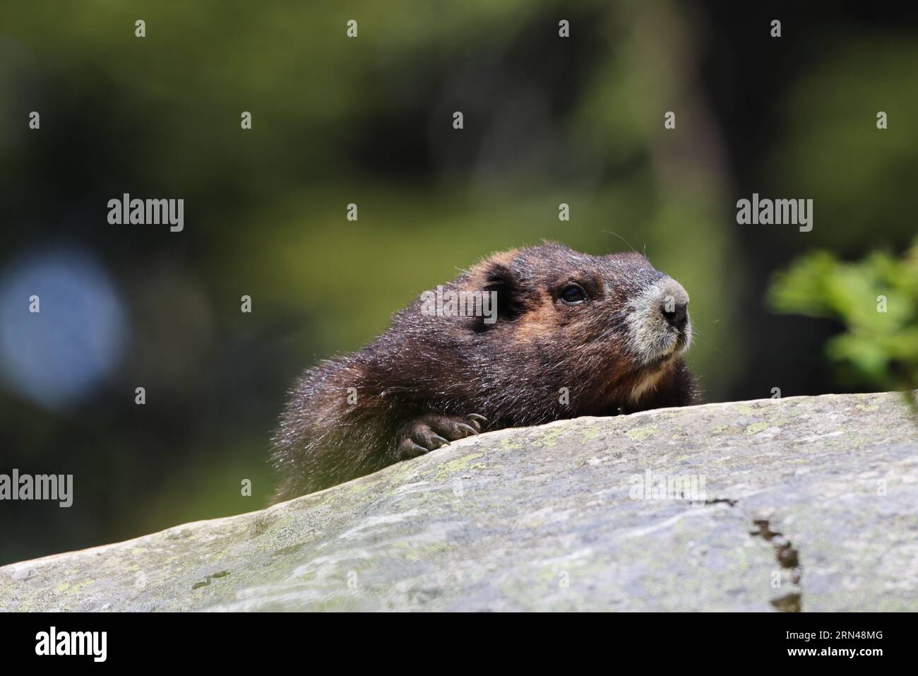 Vancouver Island Marmot(Marmota vancouverensis) Mount Washington, Vancouver Island, BC, Canada ...