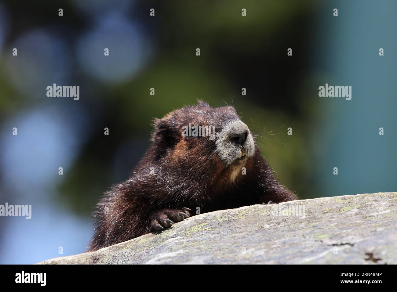 Vancouver Island Marmot(Marmota vancouverensis) Mount Washington, Vancouver Island, BC, Canada ...