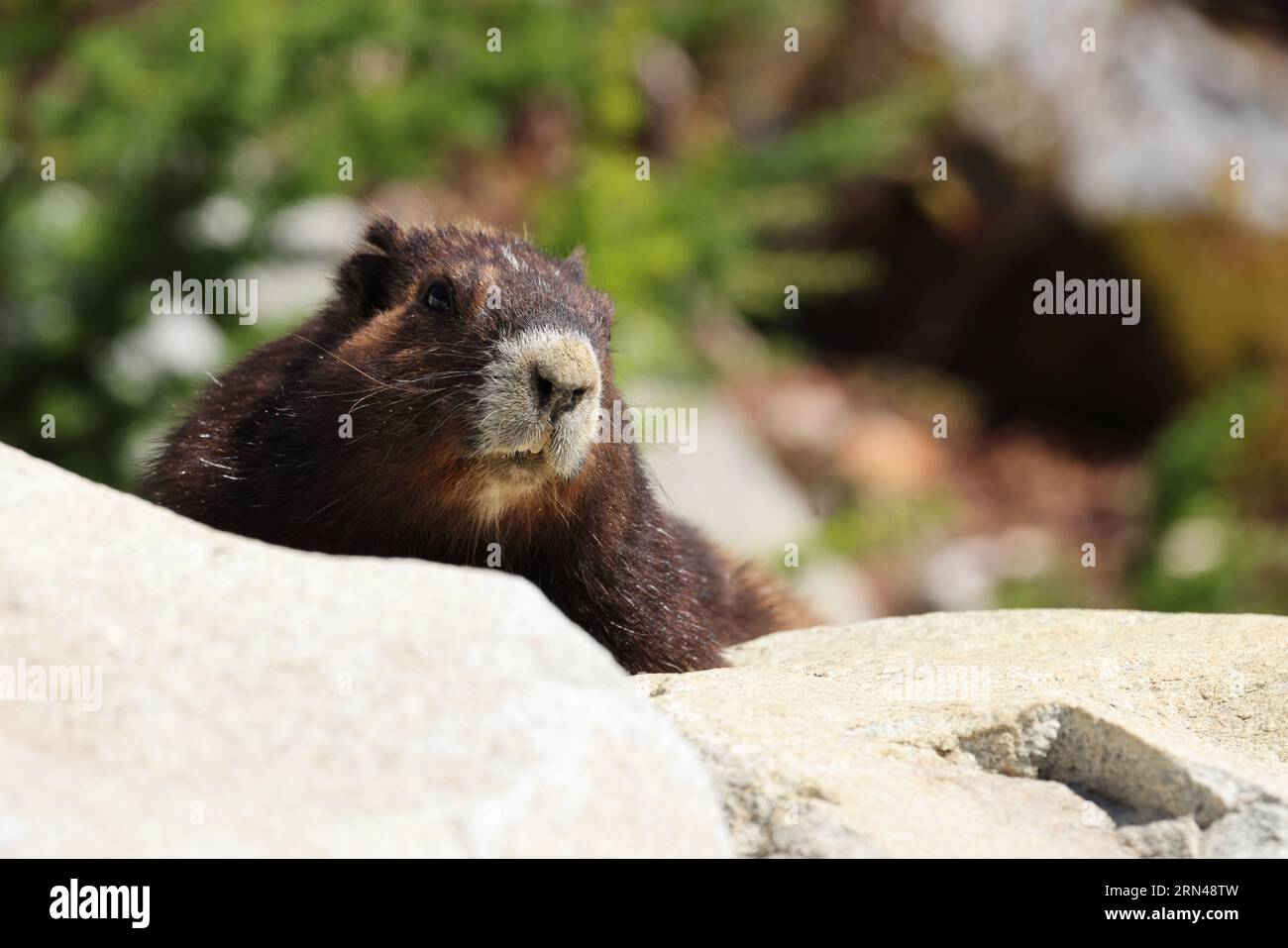 Vancouver Island Marmot(Marmota vancouverensis) Mount Washington ...