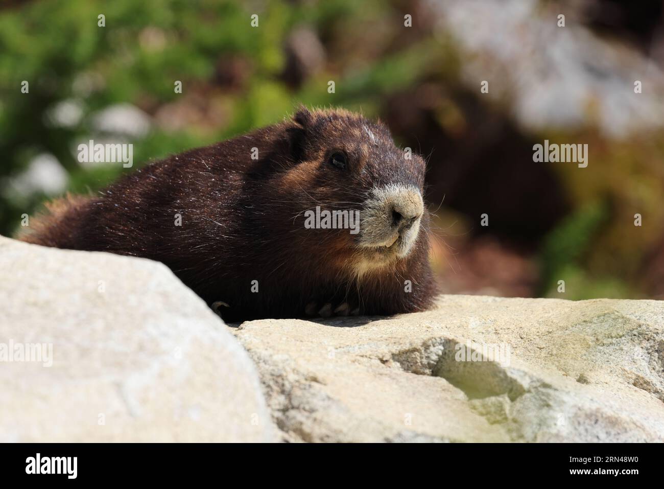 Vancouver Island Marmot(Marmota vancouverensis) Mount Washington ...