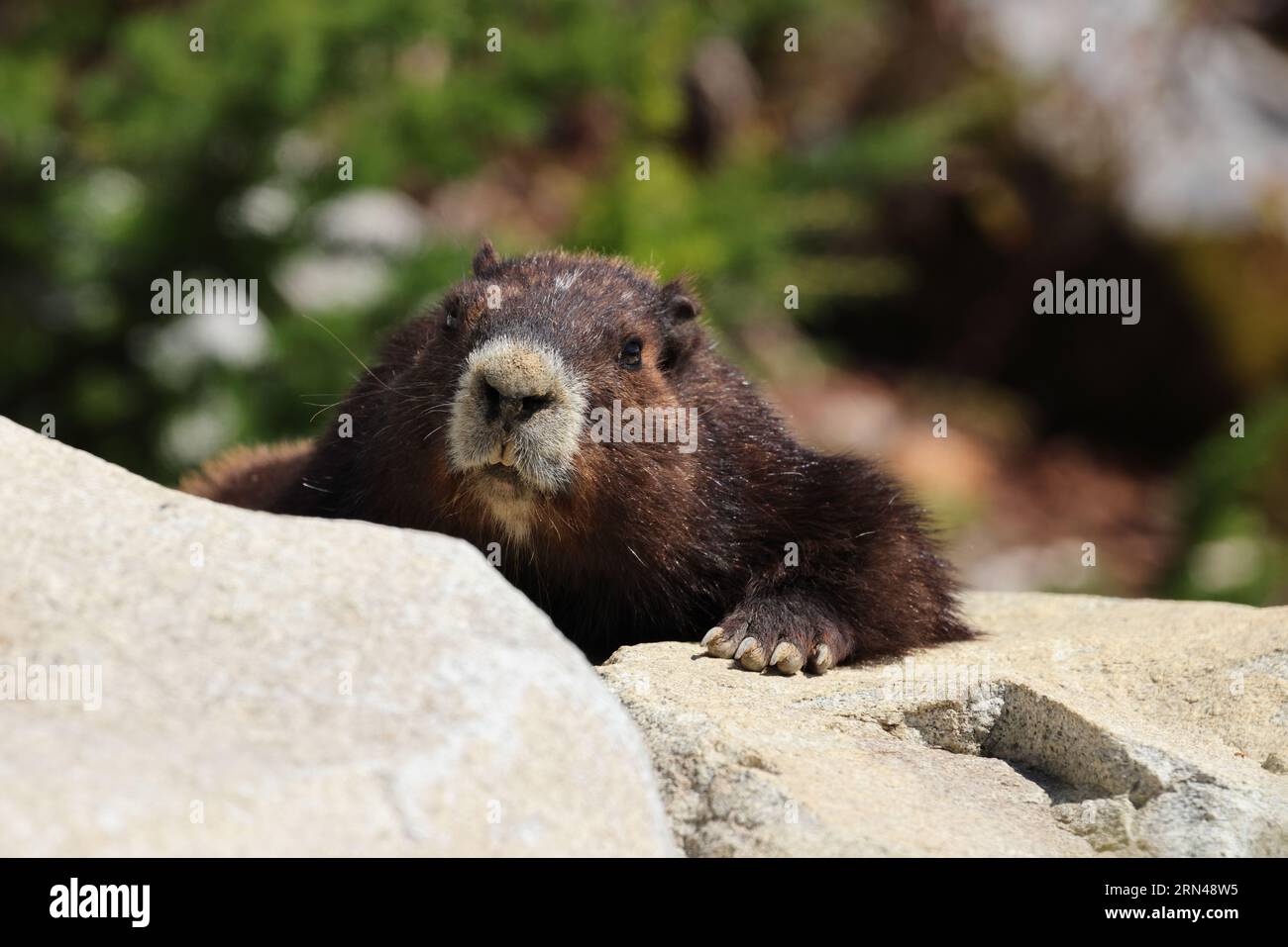 Vancouver Island Marmot(Marmota vancouverensis) Mount Washington ...