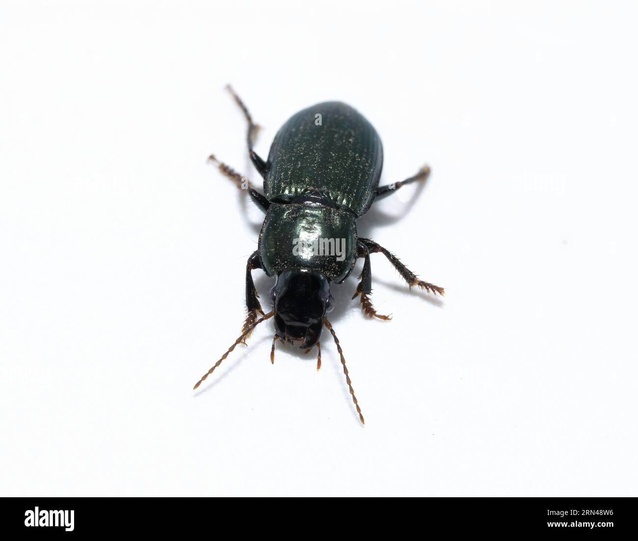 Bugs Insects Closeup harpalus affinis, green ground beetles isolated on ...