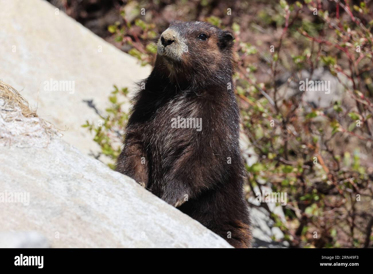 Vancouver Island Marmot(Marmota vancouverensis) Mount Washington ...