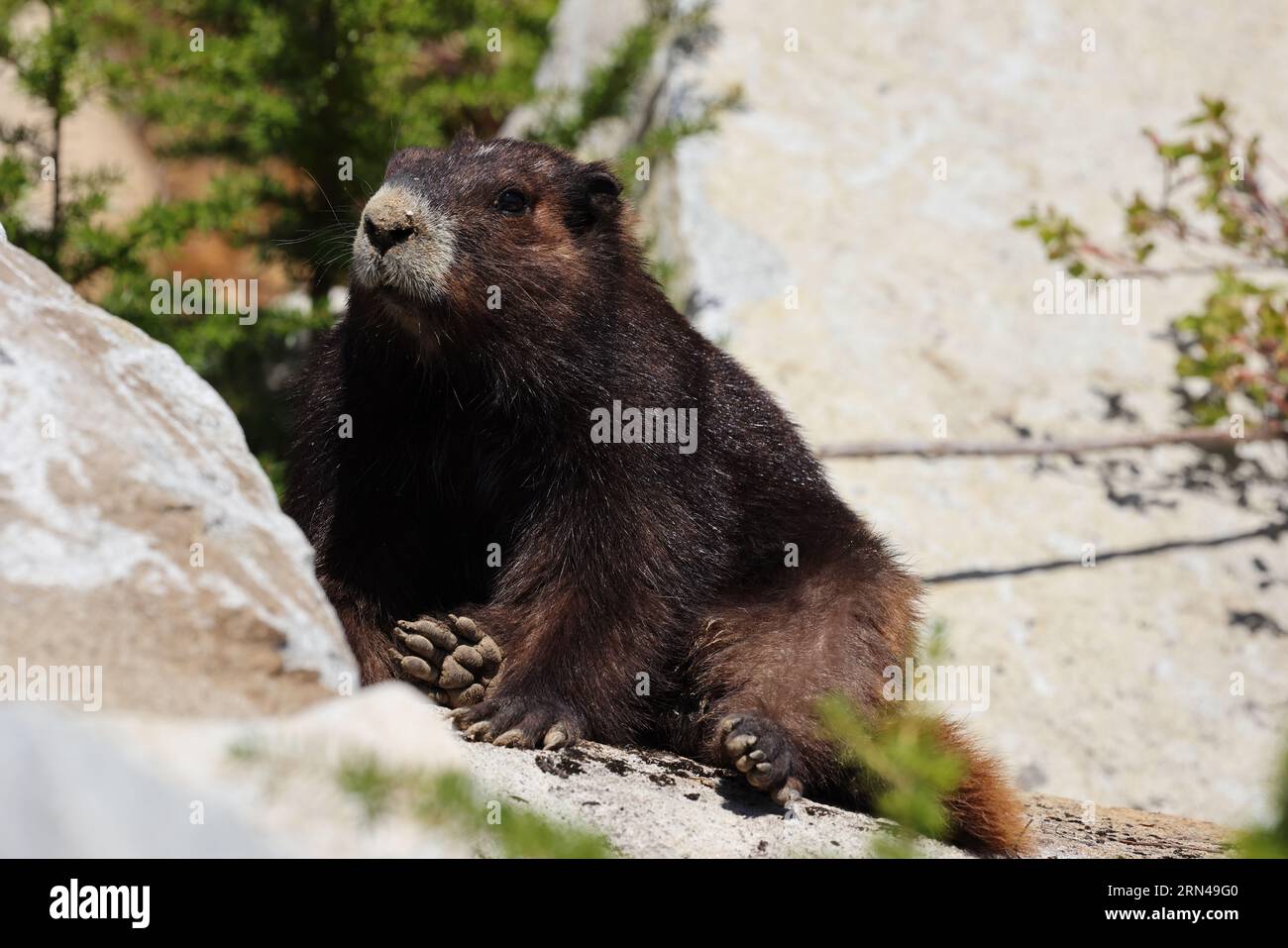 Vancouver Island Marmot(Marmota vancouverensis) Mount Washington ...
