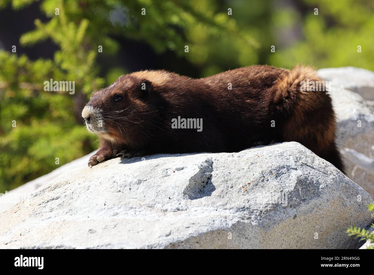 Vancouver Island Marmot(Marmota vancouverensis) Mount Washington ...