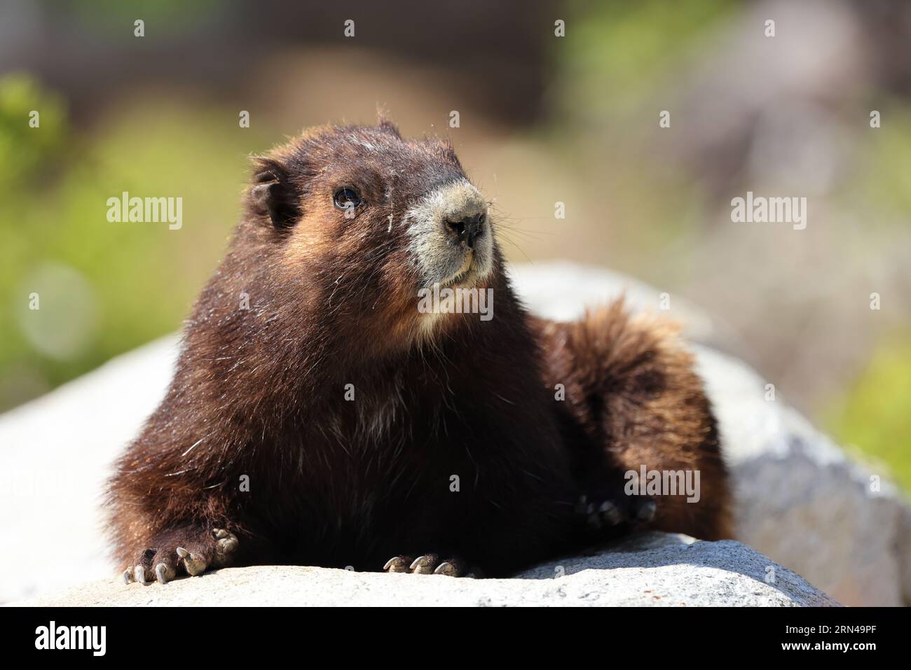 Vancouver Island Marmot(Marmota vancouverensis) Mount Washington ...