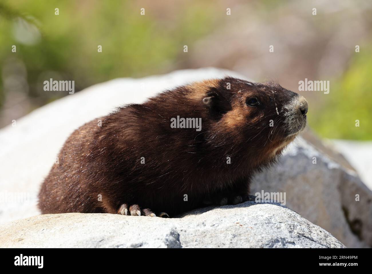Vancouver Island Marmot(Marmota vancouverensis) Mount Washington, Vancouver Island, BC, Canada ...