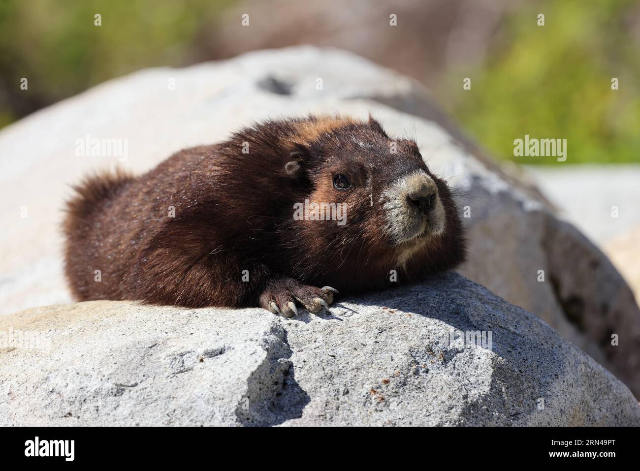 Vancouver Island Marmot(Marmota vancouverensis) Mount Washington ...