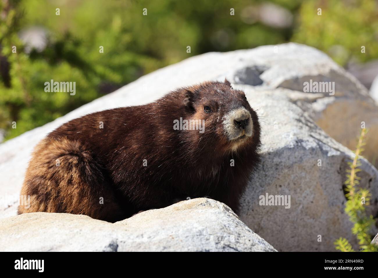 Vancouver Island Marmot(Marmota vancouverensis) Mount Washington, Vancouver Island, BC, Canada ...