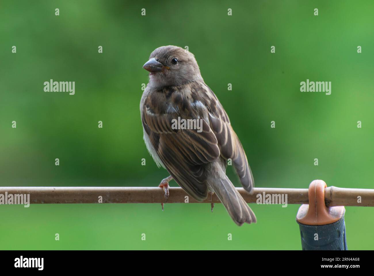 Juvenile tree sparrow hi-res stock photography and images - Alamy