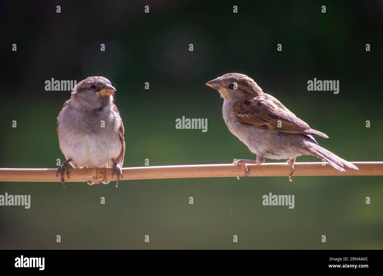 Juvenile tree sparrow hi-res stock photography and images - Alamy