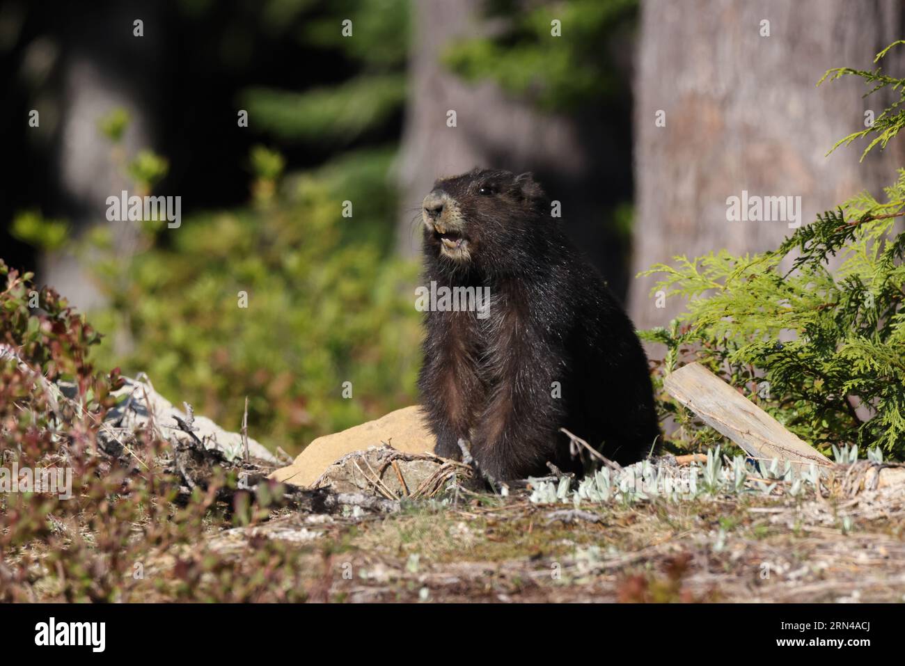 Vancouver Island Marmot(Marmota vancouverensis) Mount Washington ...