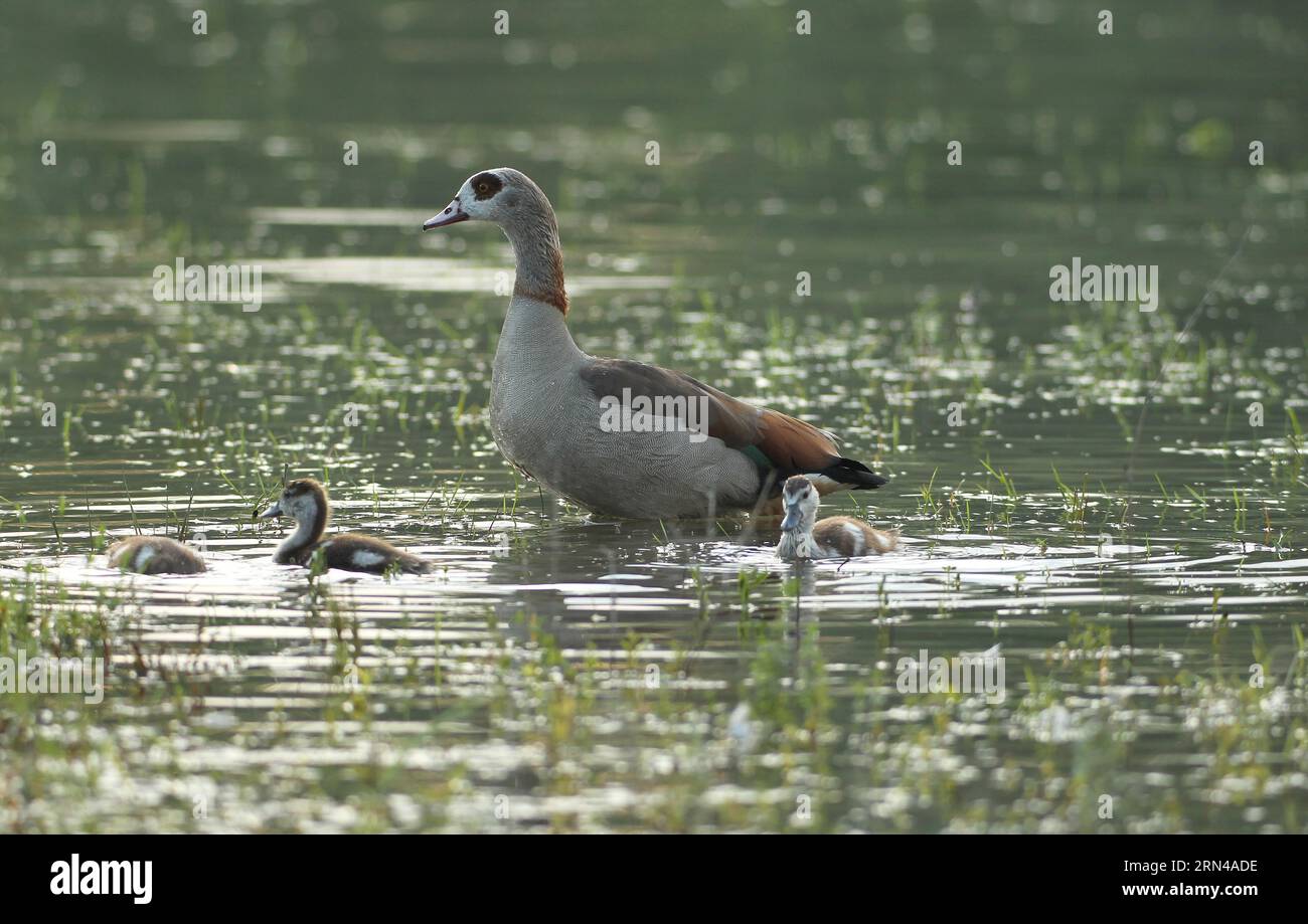 Egyptian goose (Alopochen aegyptiaca) with young in the water, Allgaeu ...