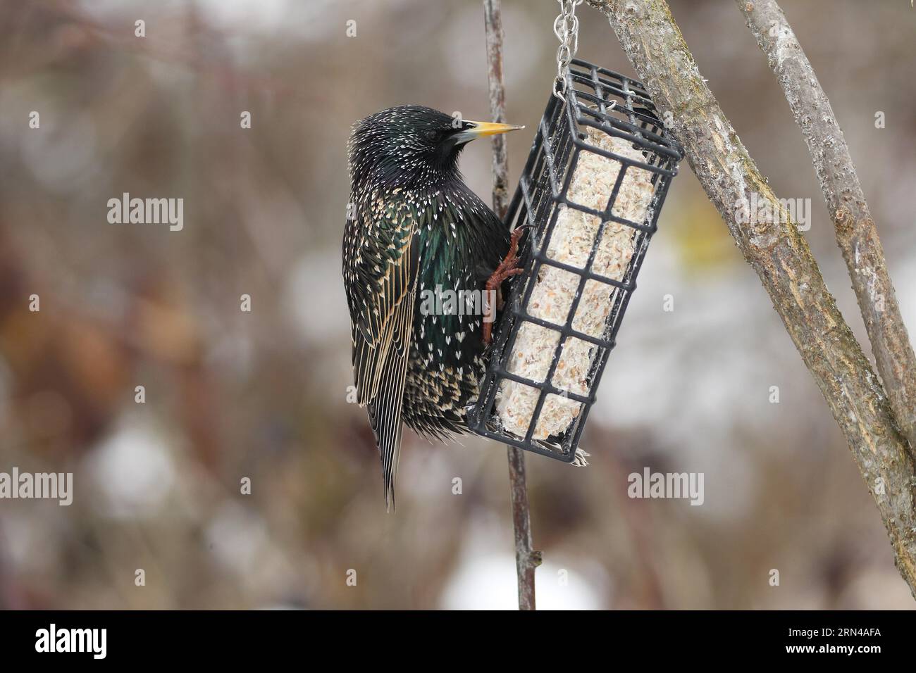 Common starling (Sturnus vulgaris) in plain dress at the food dispenser ...