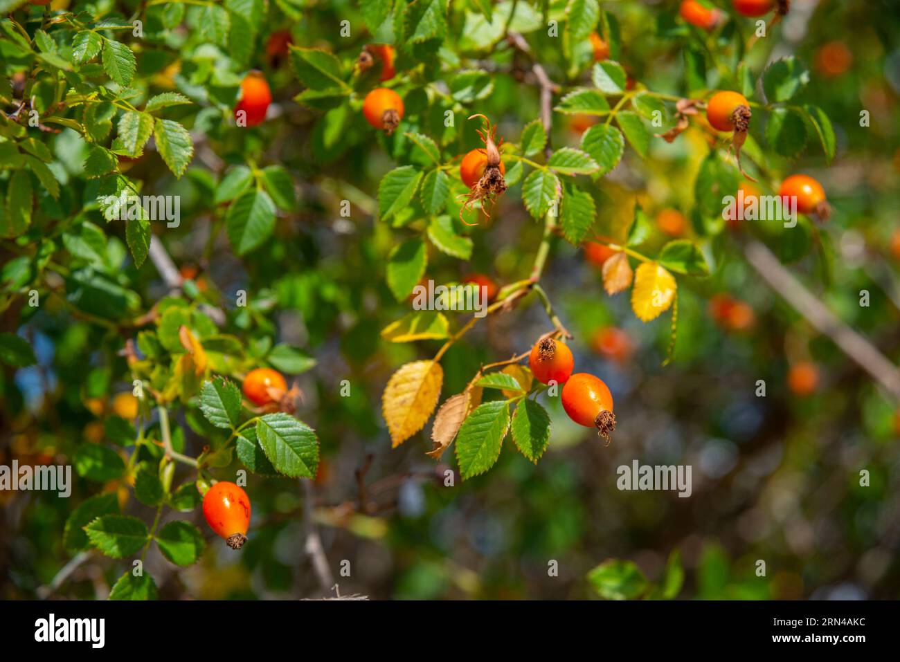 Berries of wild rose Stock Photo - Alamy