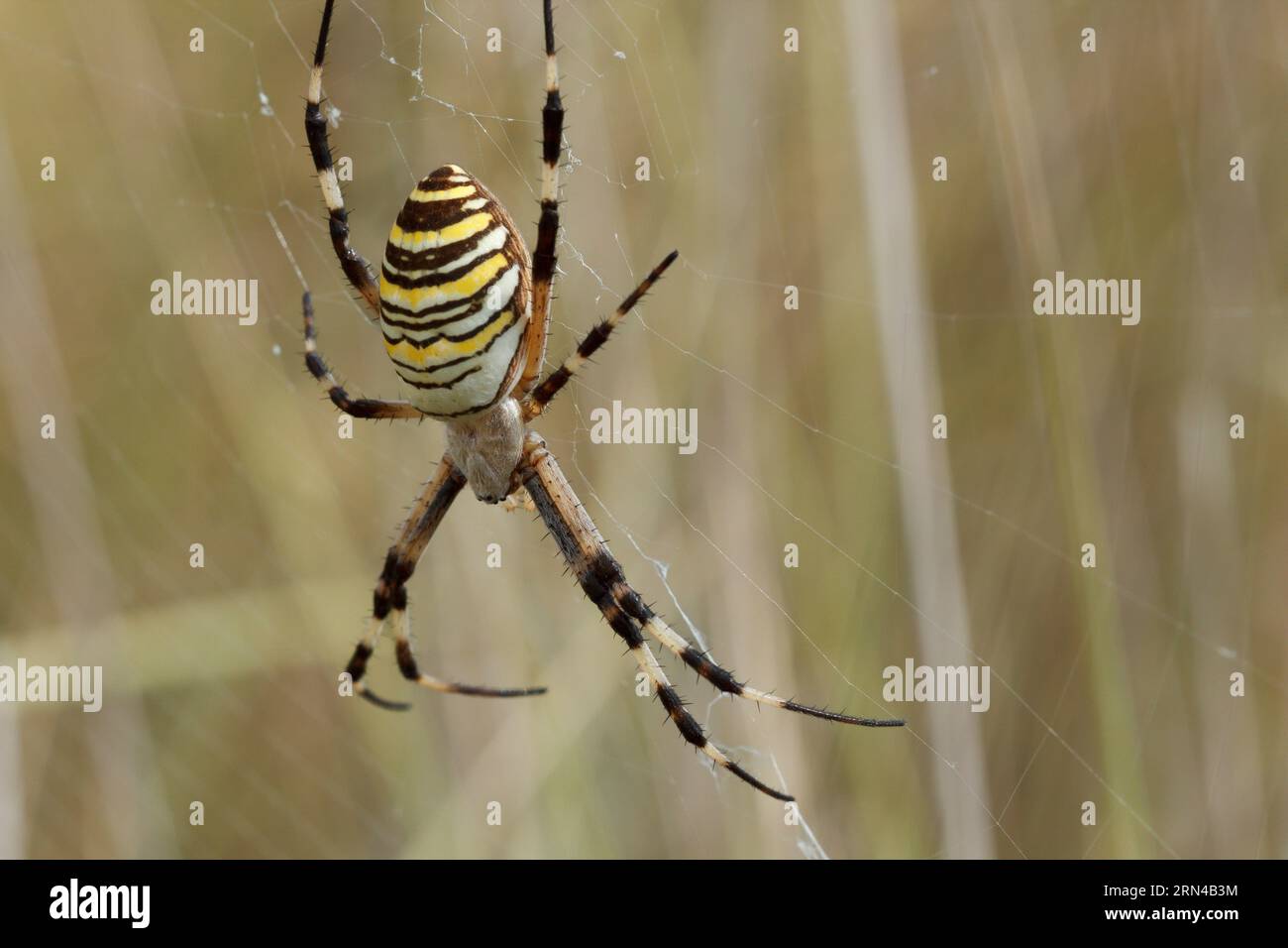 Tiger spider hi-res stock photography and images - Alamy