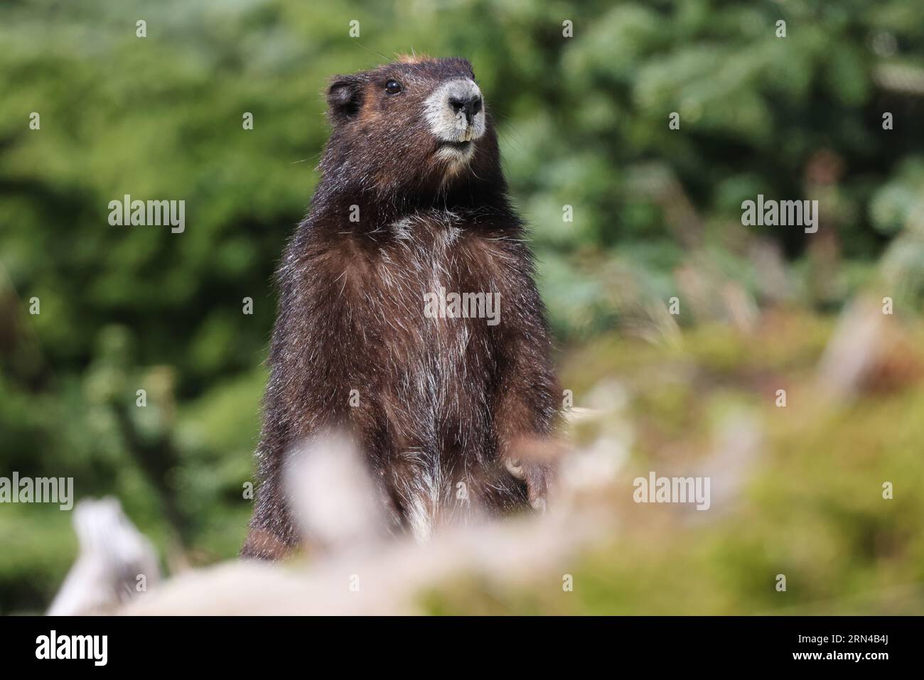 Vancouver Island Marmot(Marmota vancouverensis) Mount Washington, Vancouver Island, BC, Canada ...