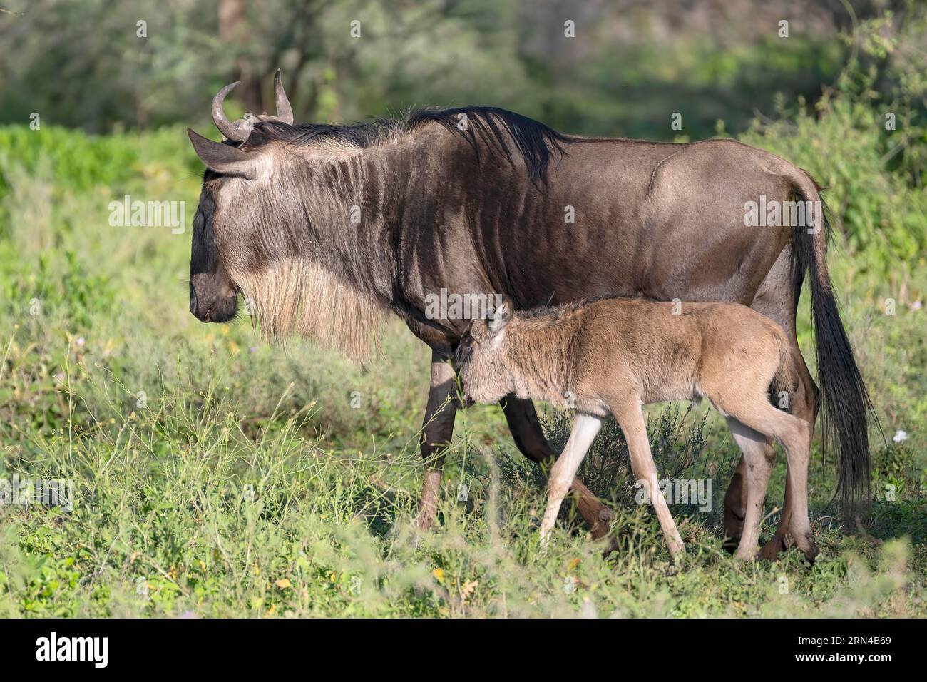 Wildebeest (Connochaetes), cow with calf, Ndutu Conservation Area ...