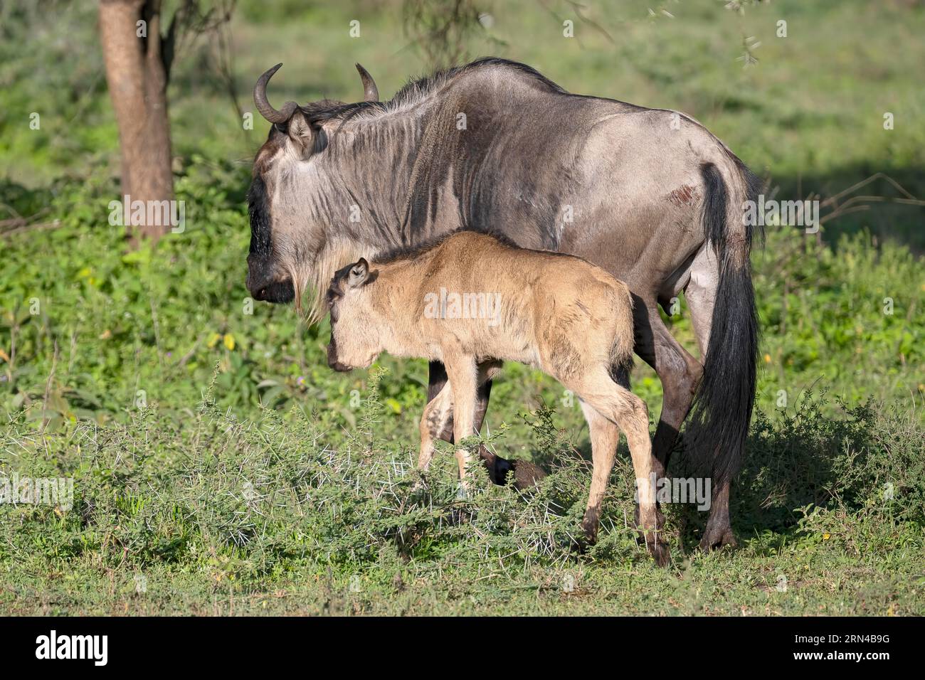 Wildebeest (Connochaetes), cow with calf, Ndutu Conservation Area ...