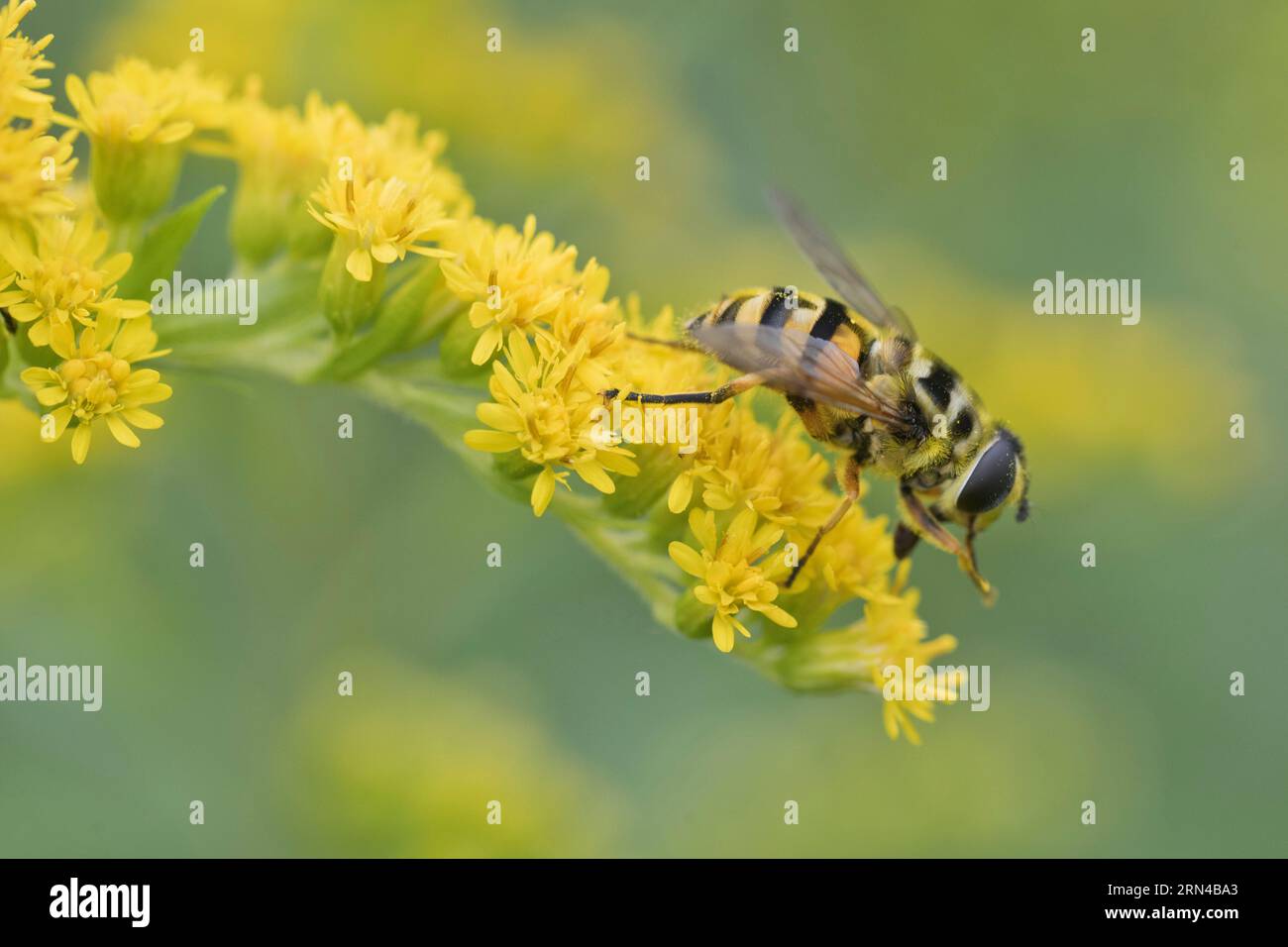 Dead head fly (Myathropa florea) on goldenrod (Solidago canadensis ...