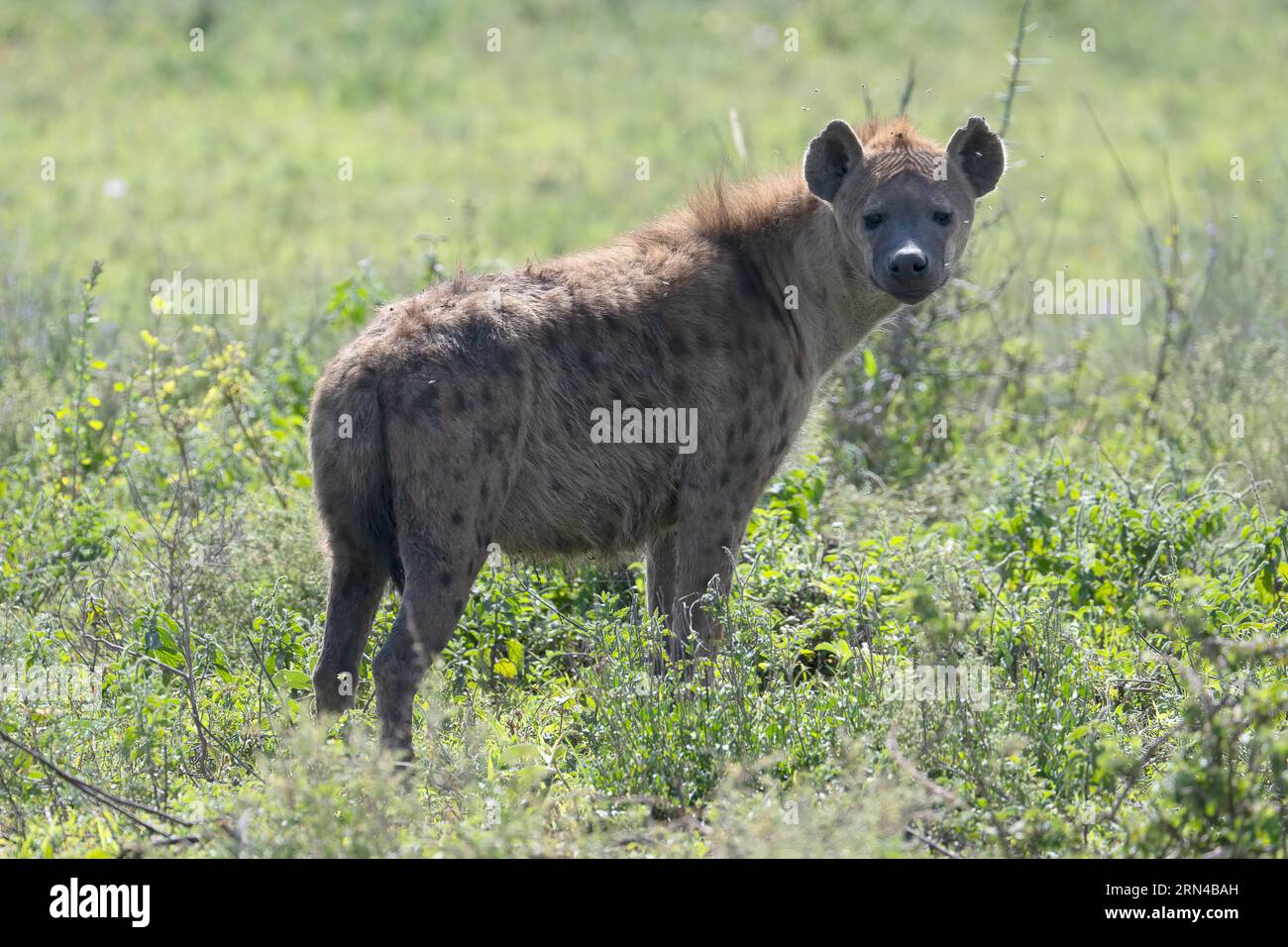Spotted hyena (Crocuta crocuta) or spotted hyena, eye contact, Ndutu ...