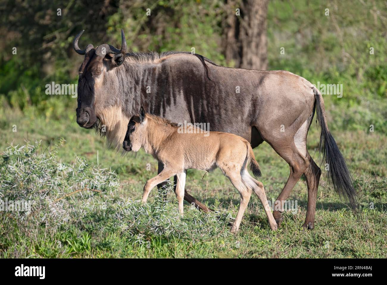 Wildebeest (Connochaetes), cow with calf, Ndutu Conservation Area ...