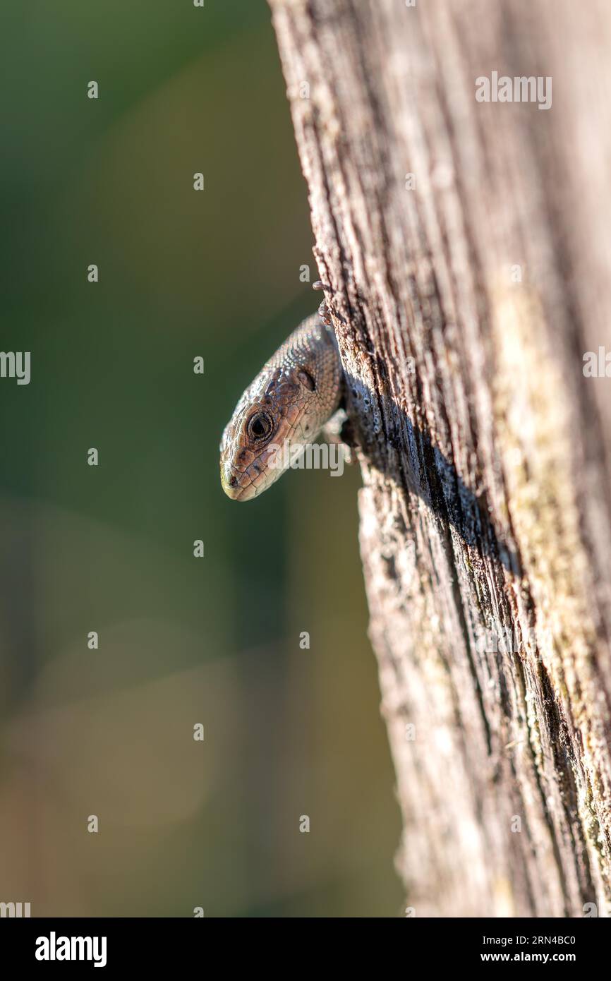 Lizard on pole hi-res stock photography and images - Alamy