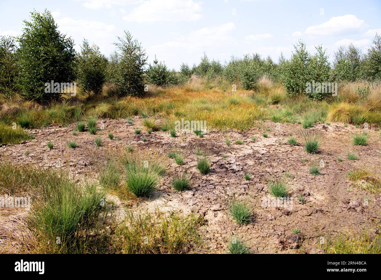 Desiccated peatland, shrinkage cracks in the peat soil due to drought ...