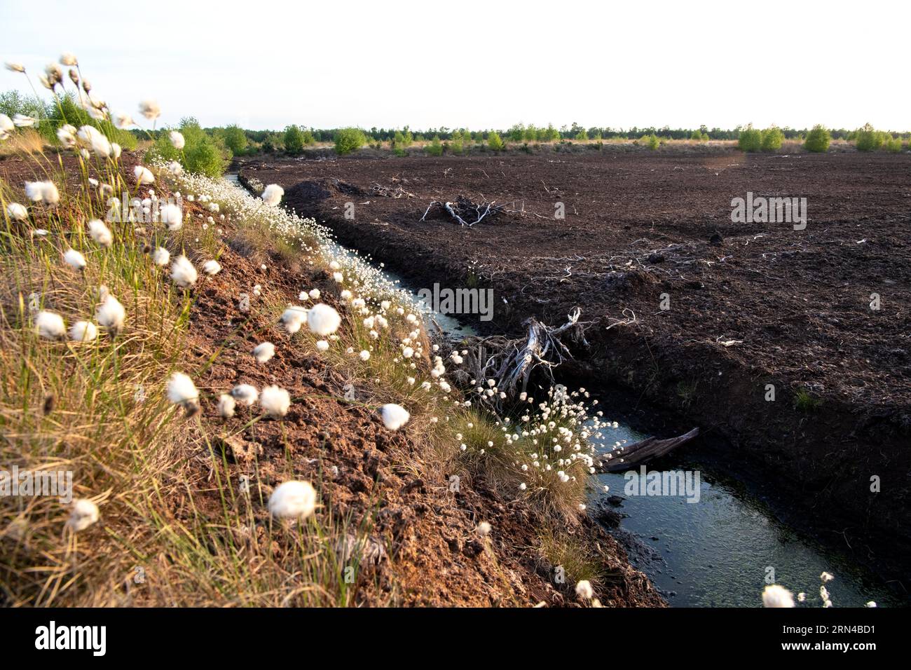 Peat extraction and renaturation side by side, renaturated area and ...