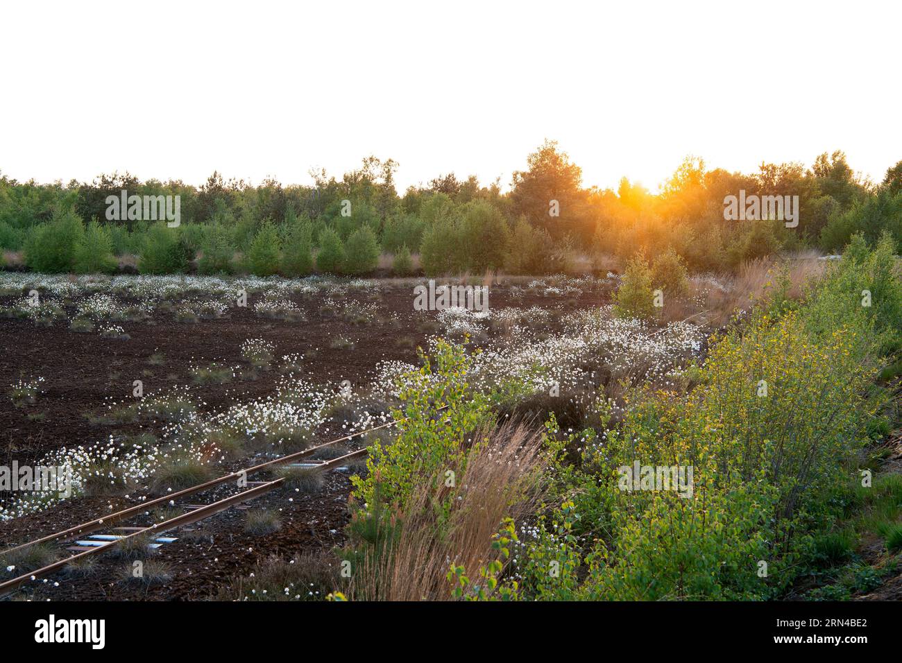 Renaturation in the moor, disused moor railway line overgrown by moor ...