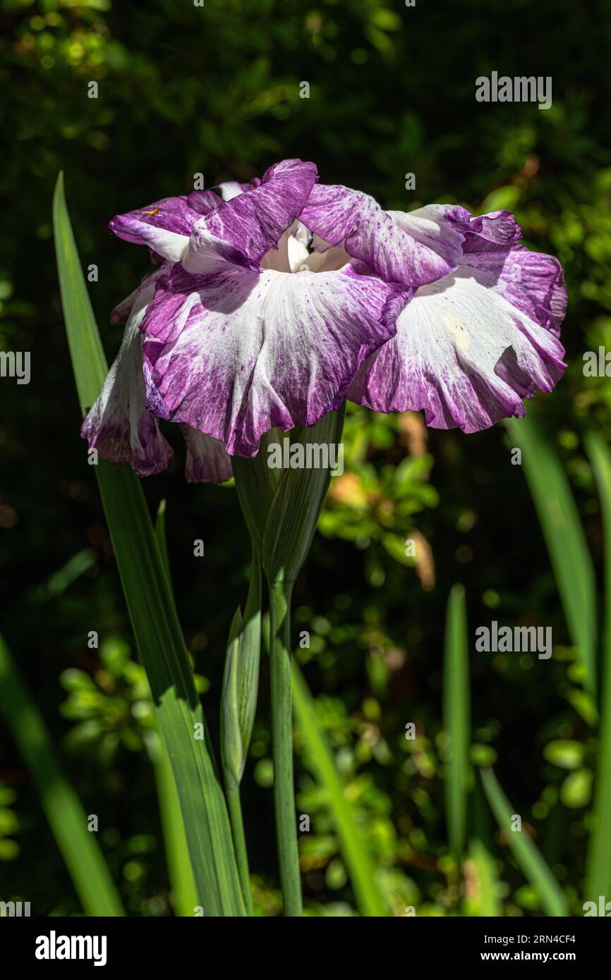 Japanese Water Iris (Iris ensata) ‘Lion King’ Stock Photo - Alamy