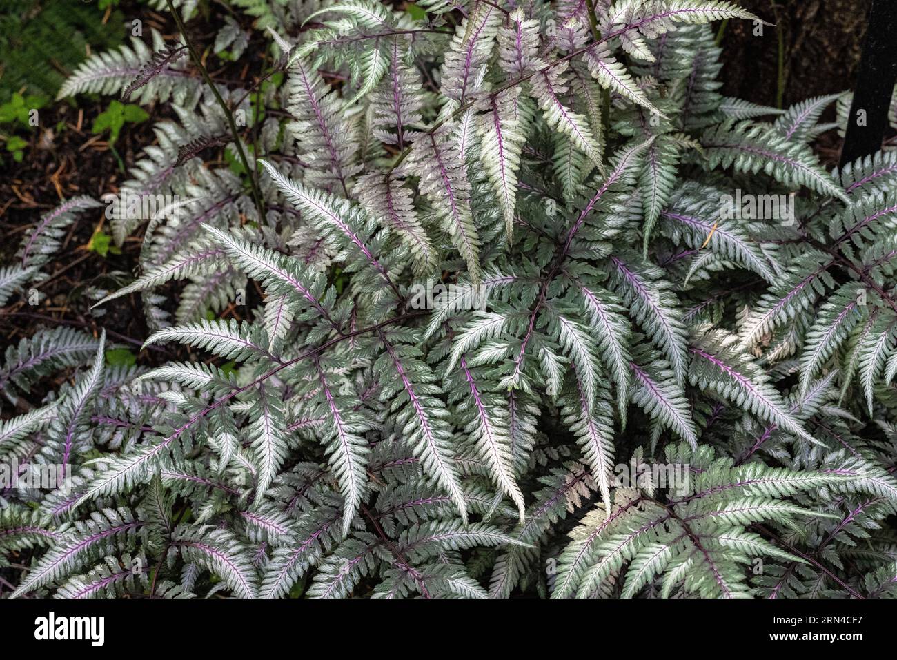 Painted Lady Fern (Athyrium niponicum var. dictum Stock Photo - Alamy