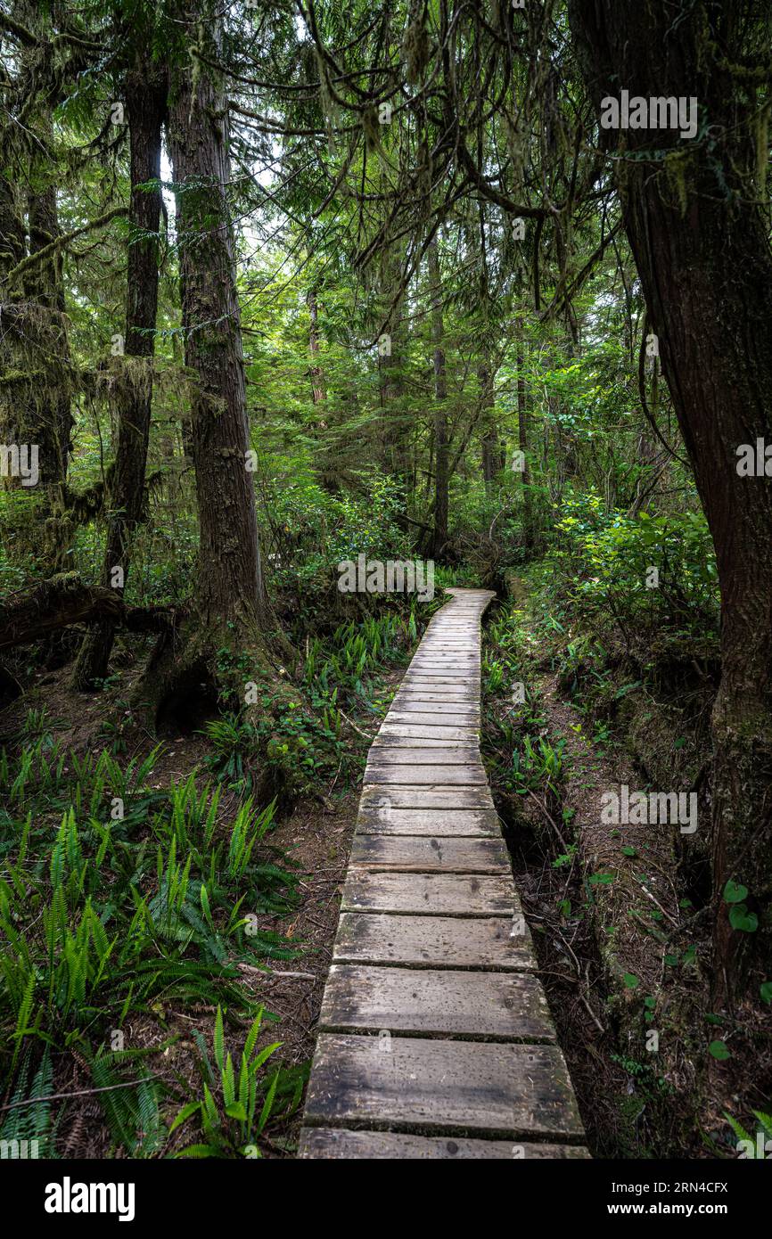 Rainforest Trail in the Pacific Rim National Park, Vancouver Island ...