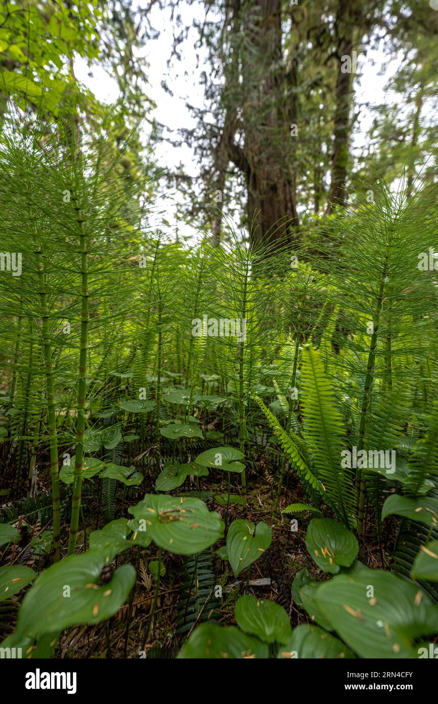 Rainforest Trail in the Pacific Rim National Park, Vancouver Island ...