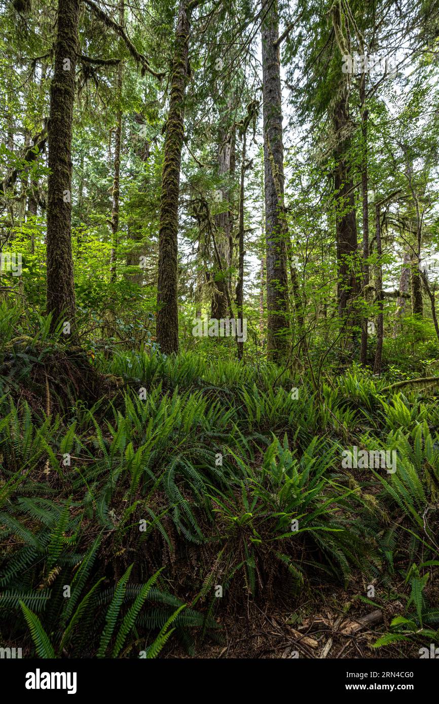Rainforest Trail in the Pacific Rim National Park, Vancouver Island ...