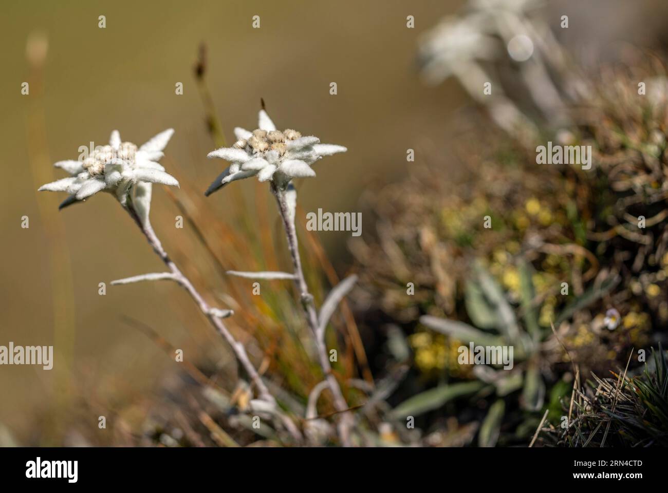 Alpine edelweiss (Leontopodium nivale Stock Photo - Alamy