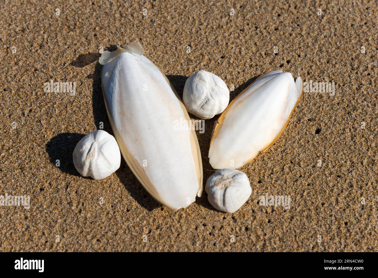 Common cuttlefish (Sepia officinalis) on the beach, cuttlefish shell ...